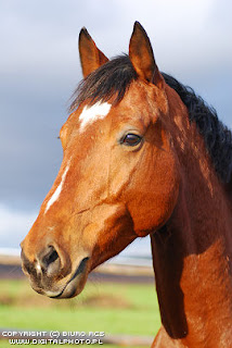 mundopeke: ANIMALES: El caballo